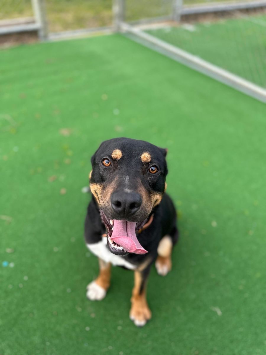 Kovu - Large Male Kelpie x Rottweiler Dog in VIC - PetRescue