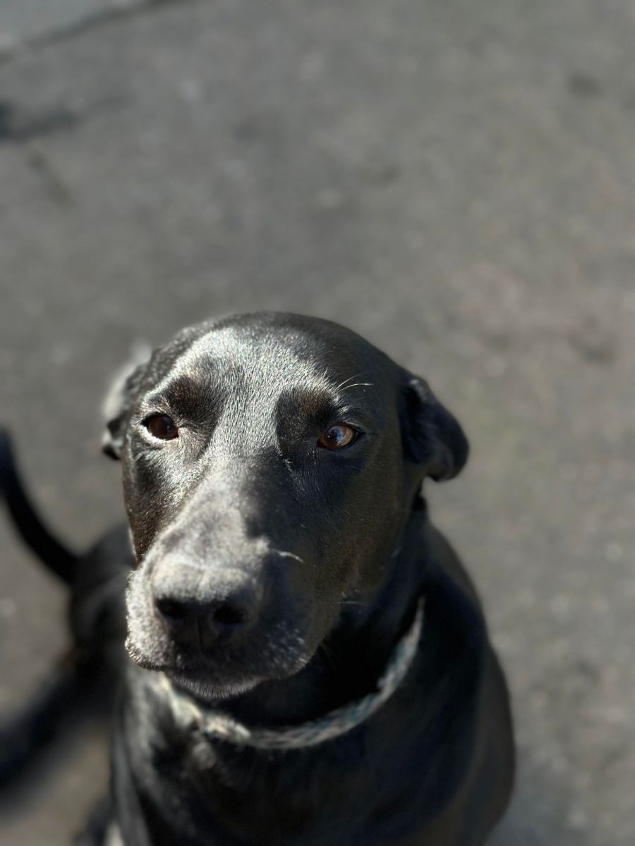 Kippa - Medium Female German Shorthaired Pointer x Kelpie Mix Dog in ...