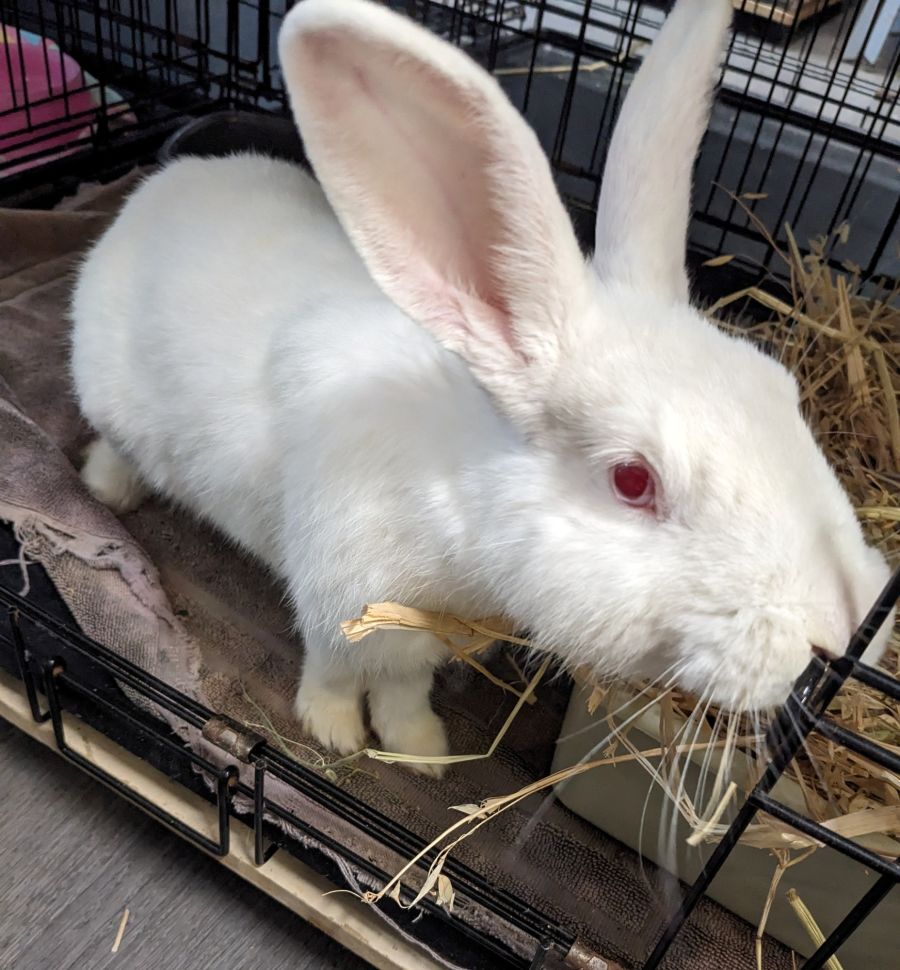 Bigwig - Male New Zealand White Rabbit in VIC - PetRescue