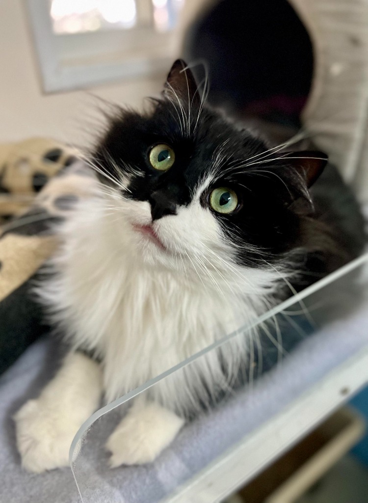 Malachi - Mowbray - Male Domestic Medium Hair Cat in TAS - PetRescue