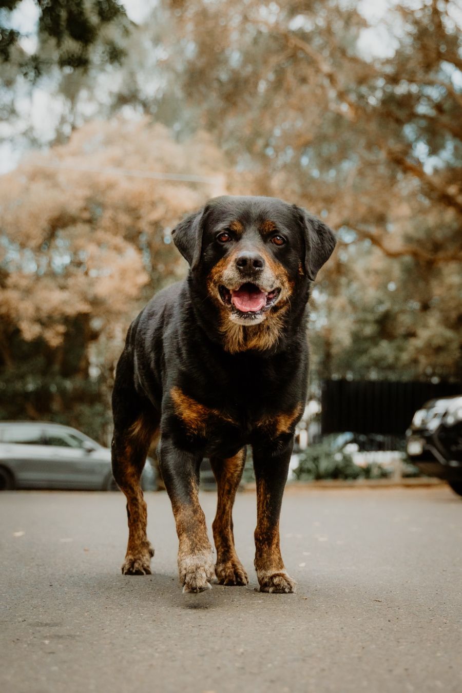 Red - Large Male Rottweiler x Labrador Dog in NSW - PetRescue