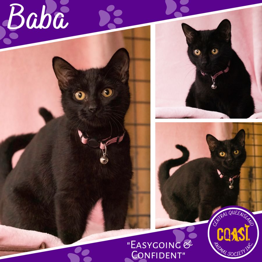 Baba - Female Domestic Short Hair Cat in QLD - PetRescue