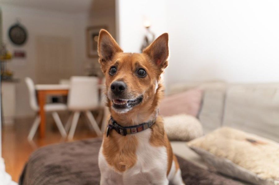 Archie Tremayne - Small Male Jack Russell Terrier Mix Dog in VIC ...