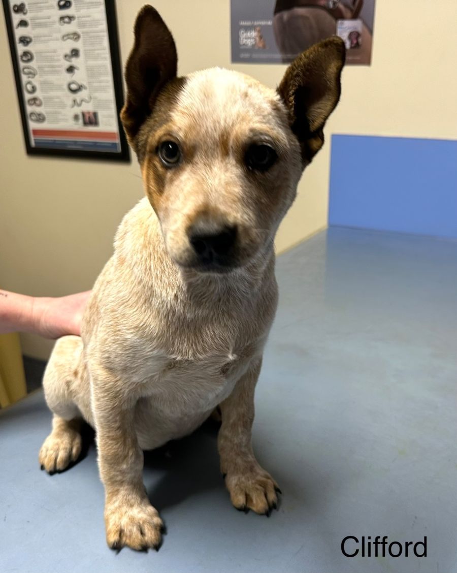 Clifford - Medium Male Australian Cattle Dog Mix Dog in SA - PetRescue