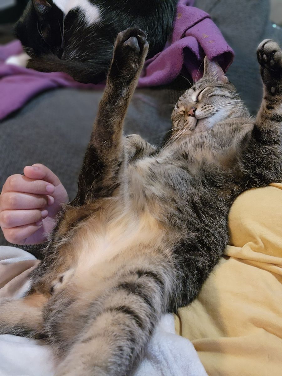 Nixon - Male Domestic Short Hair Cat in NSW - PetRescue