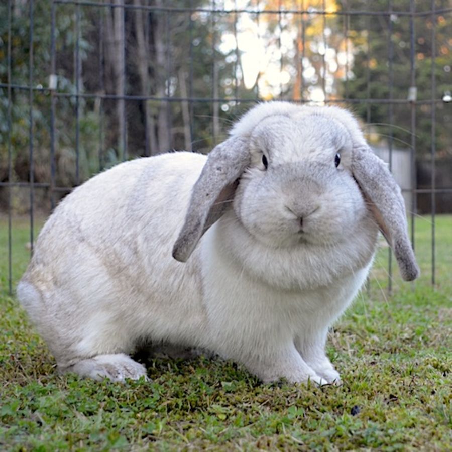 Dotte Hopkins - Female Dwarf lop Rabbit in NSW - PetRescue