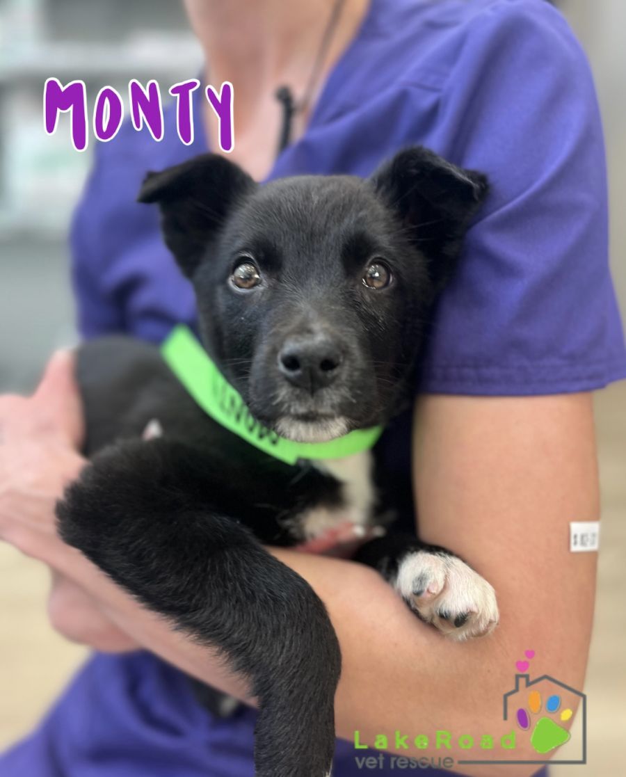 Monty - Medium Male Border Collie x Kelpie Mix Dog in NSW - PetRescue
