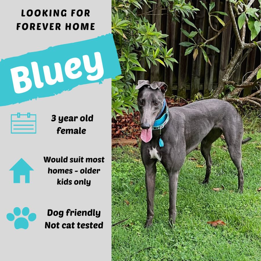 Bluey - Large Female Greyhound Dog in QLD - PetRescue