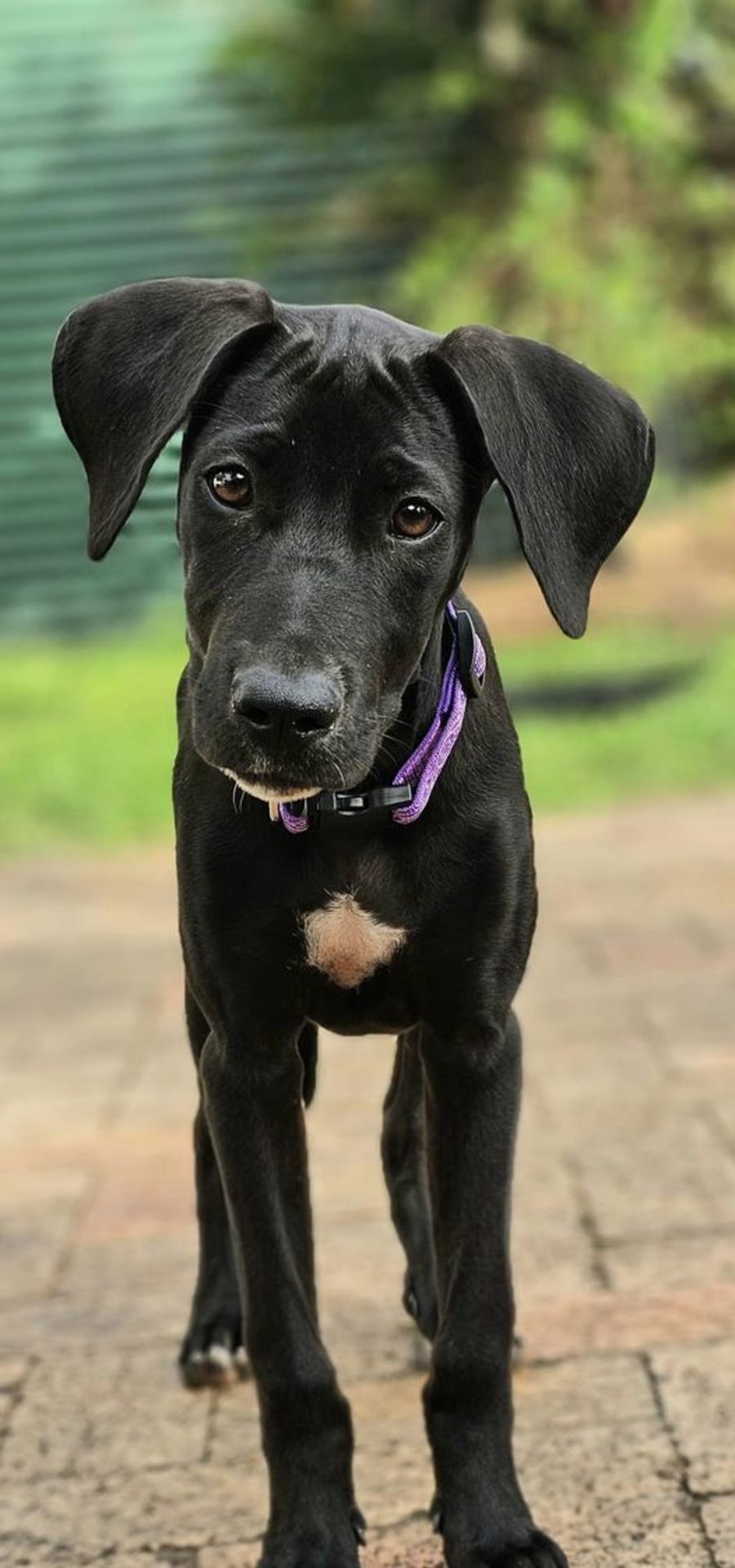 T'Chaka - Large Male Great Dane Mix Dog in QLD - PetRescue