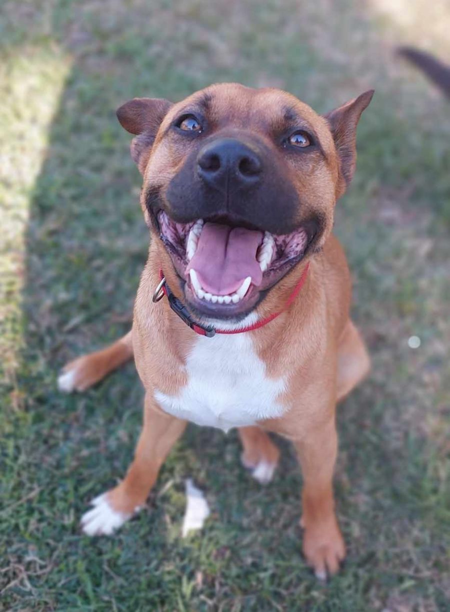 Rosie 🌹💞 - Medium Female Staffordshire Bull Terrier Mix Dog in NSW - PetRescue