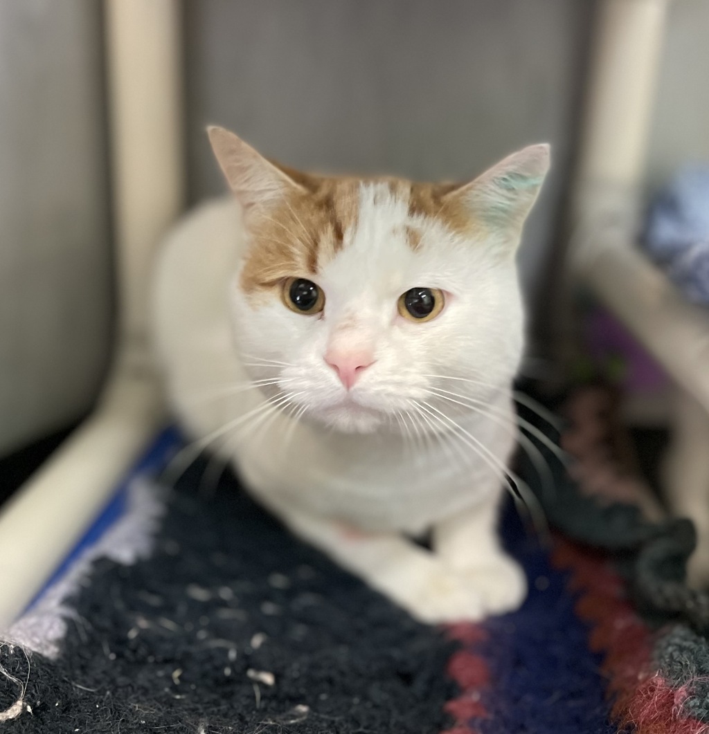 Stanley - Male Turkish Van Mix Cat in VIC - PetRescue