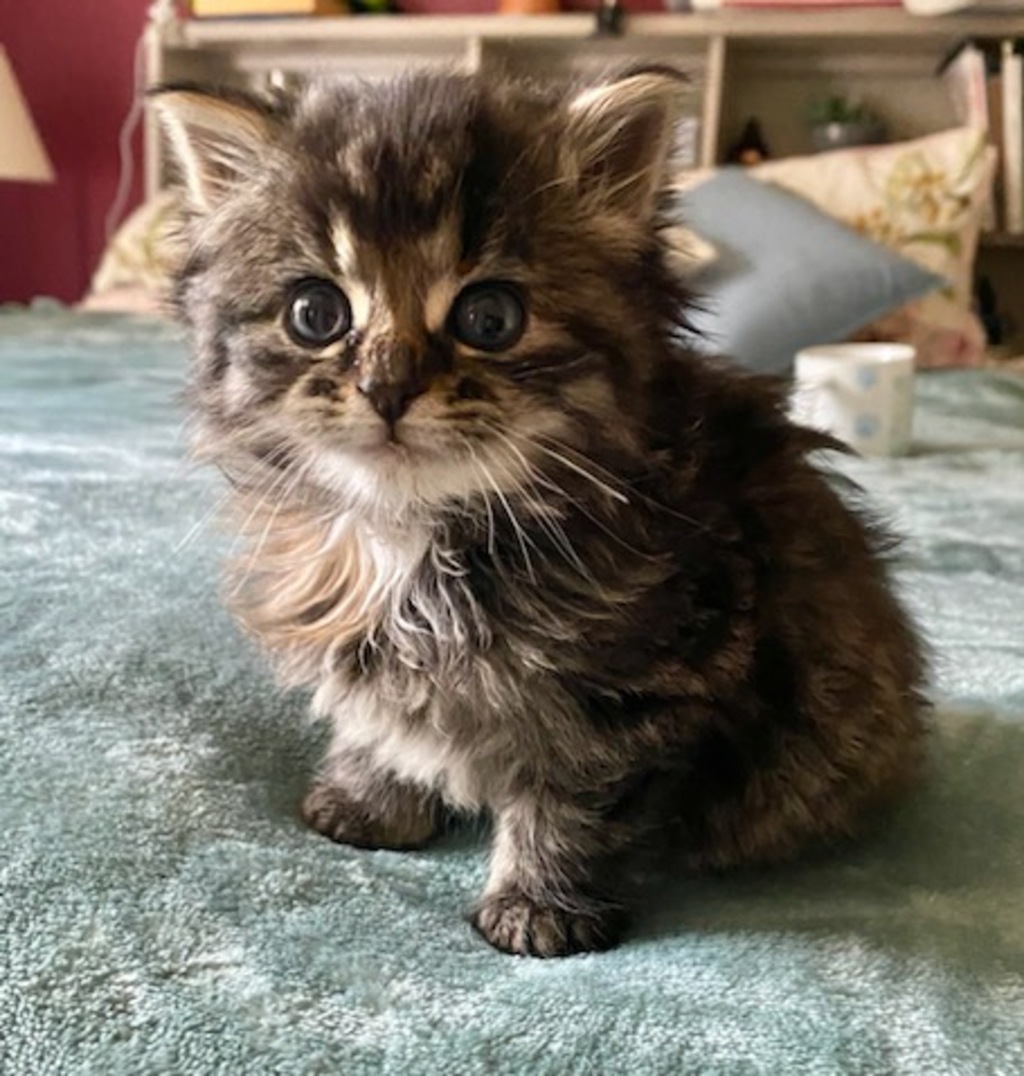 Tusie - Female Domestic Medium Hair Mix Cat in VIC - PetRescue