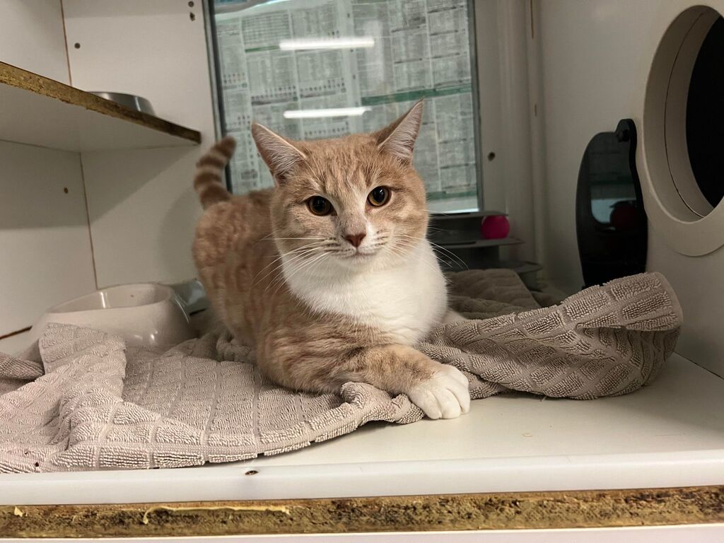 Kabu (was Rover) - Male Dsh Mix Cat in VIC - PetRescue