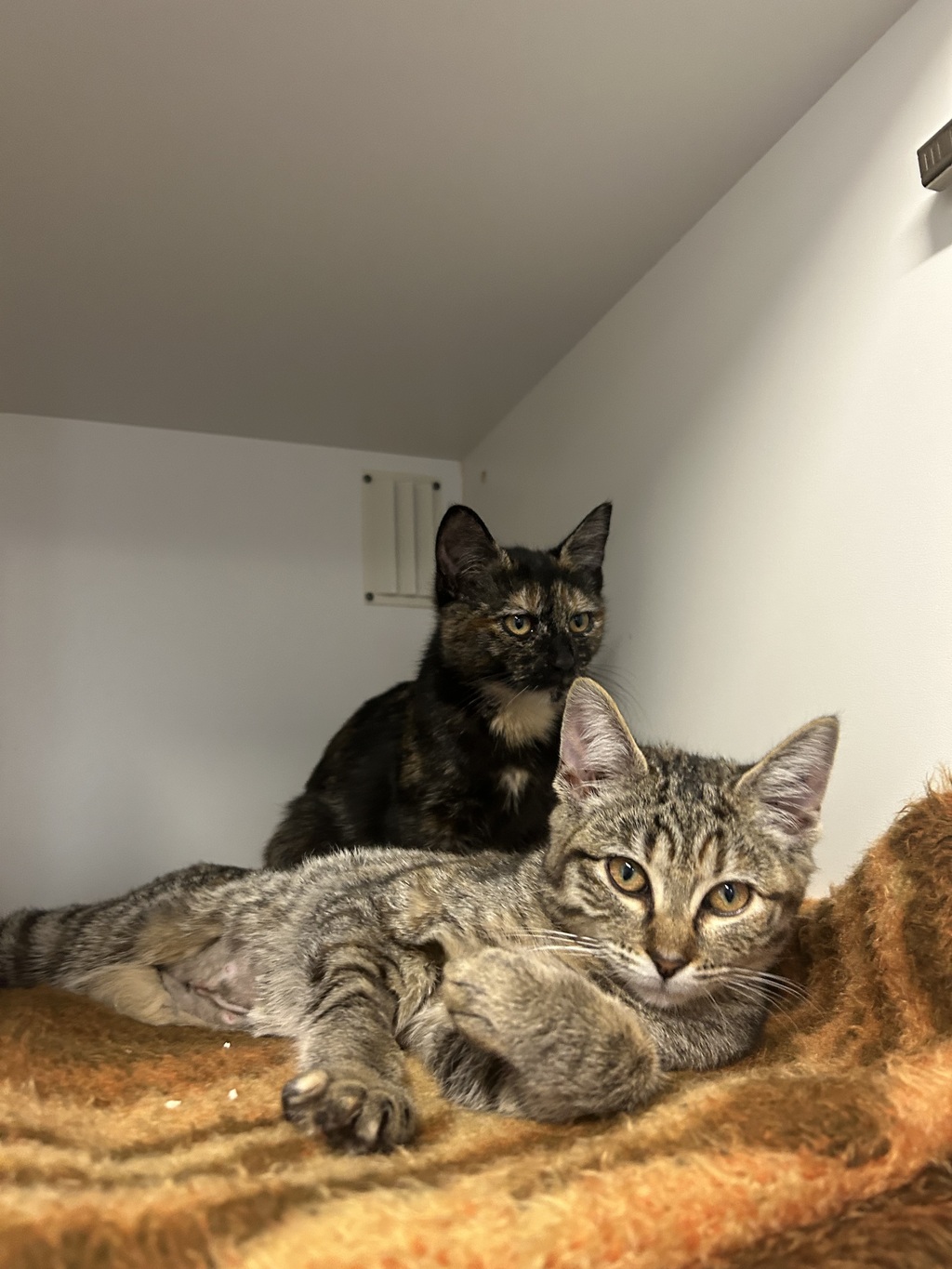 Tequila - Female Dsh Mix Cat in WA - PetRescue