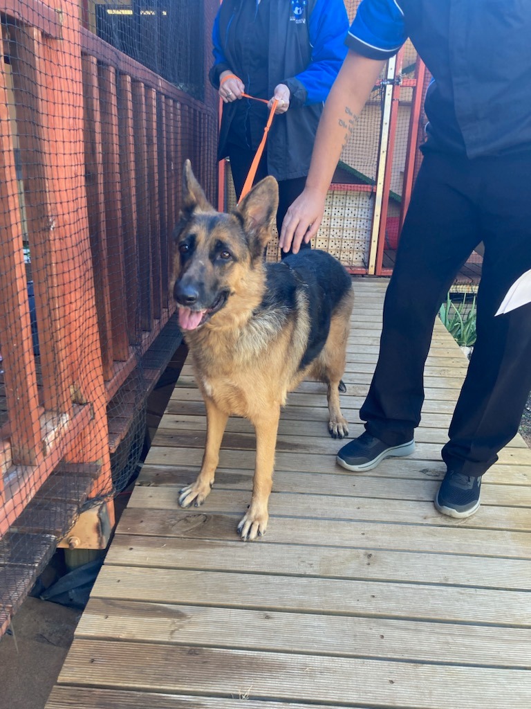 Jedha - Large Female German Shepherd Dog in WA - PetRescue