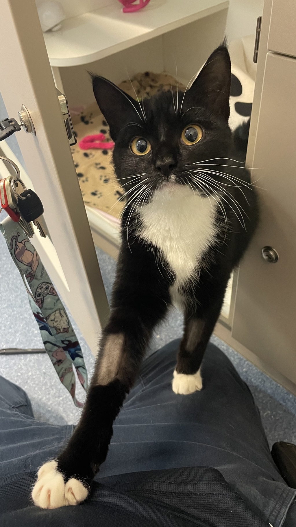 Beko - Female Dsh Mix Cat in WA - PetRescue