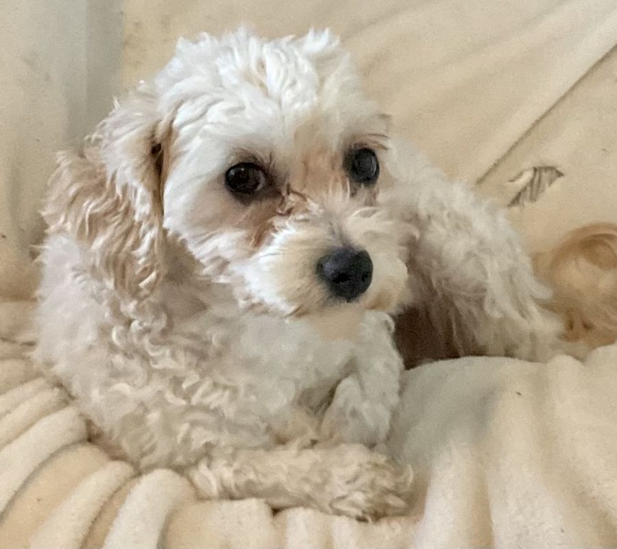 Pandora - Small Female Poodle Mix Dog in NSW - PetRescue