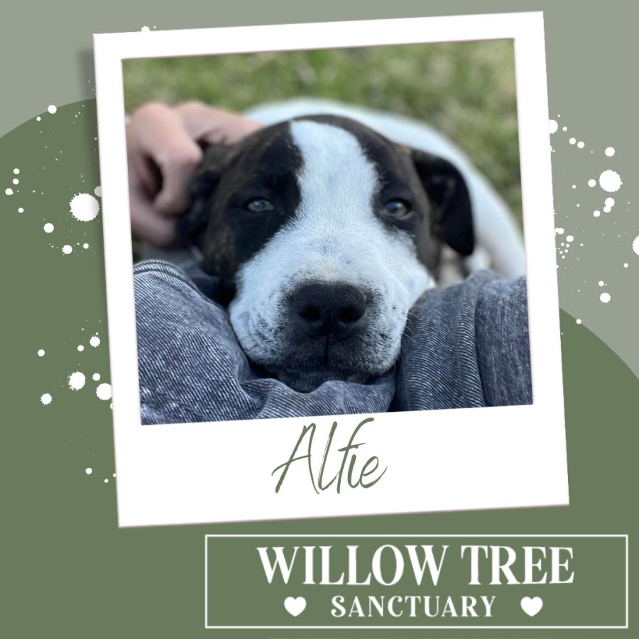 Alfie - Medium Male Staffy Mix Dog in NSW - PetRescue