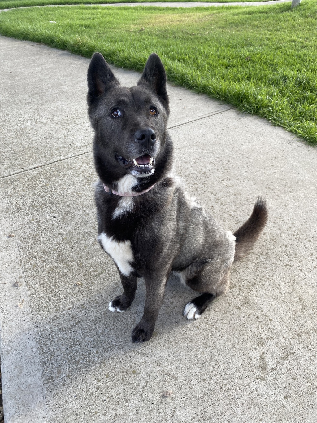 Piper - Large Female Siberian Husky x American Staffy Mix Dog in VIC ...