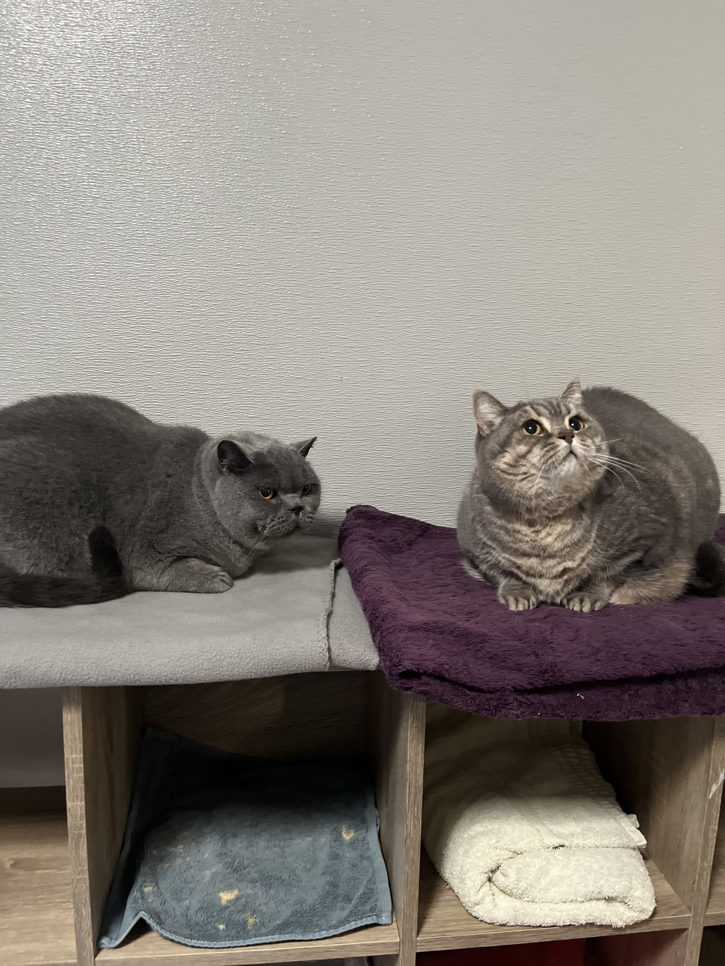 Sasha - Female British Shorthair Mix Cat in VIC - PetRescue