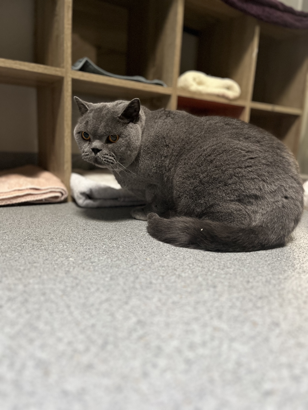 Bobby - Male British Shorthair Mix Cat in VIC - PetRescue