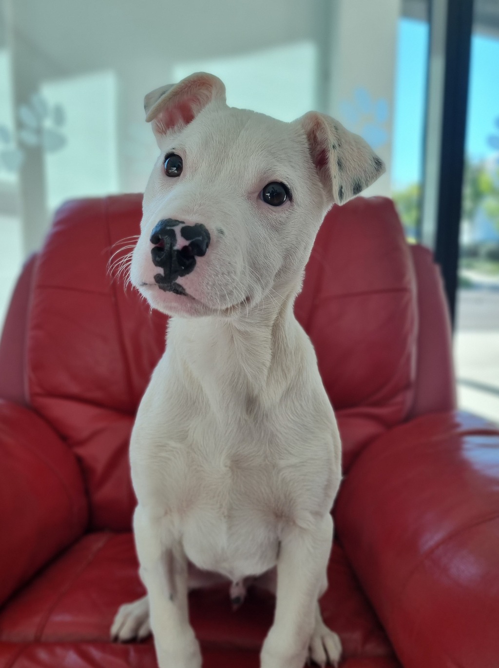 Ricky - Large Male English Staffordshire Bull Terrier Mix Dog in QLD ...