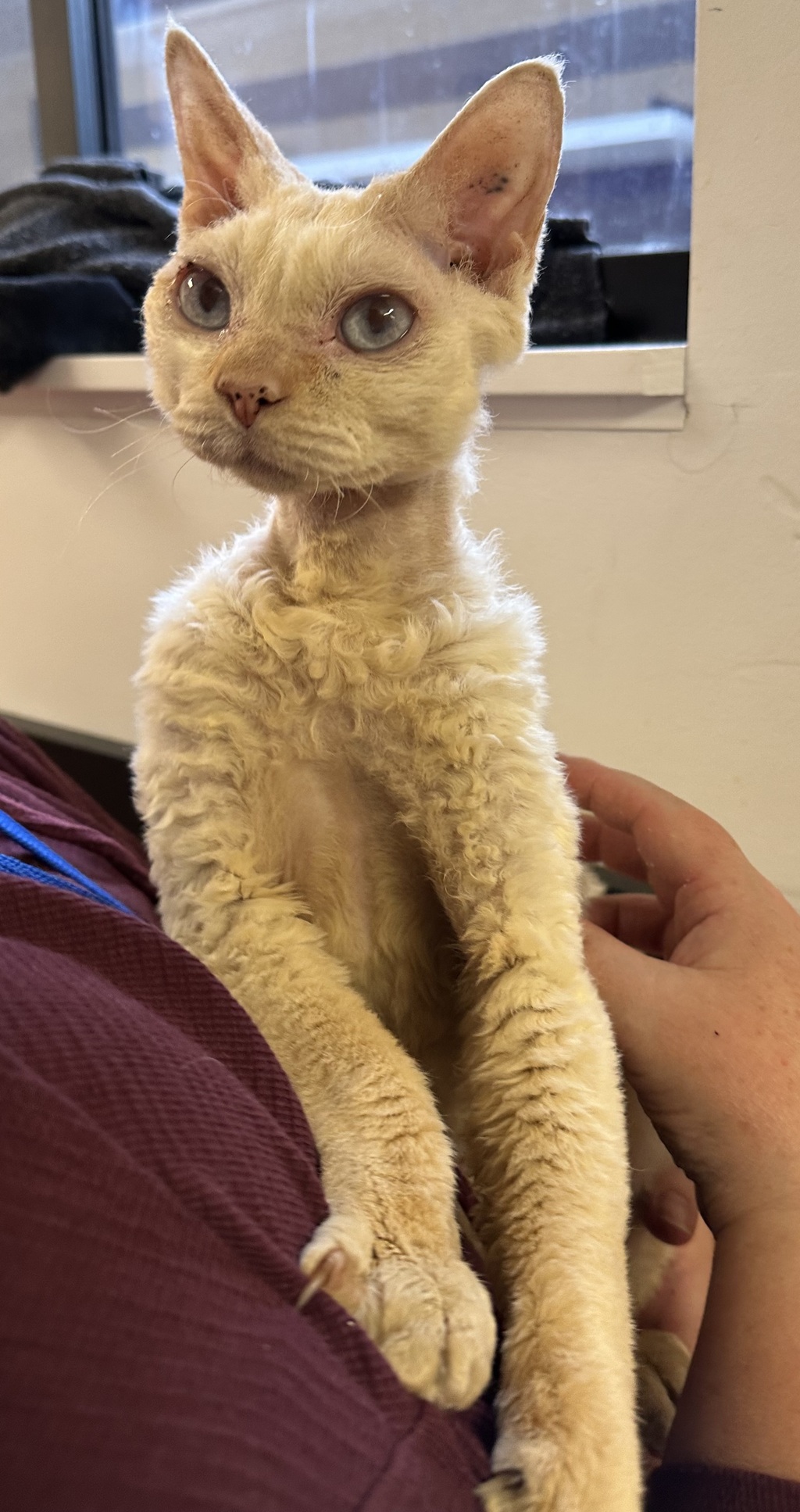 Atlas - Male Devon Rex Mix Cat in QLD - PetRescue