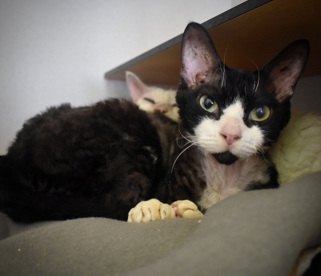 Wesley - Male Devon Rex Mix Cat in QLD - PetRescue
