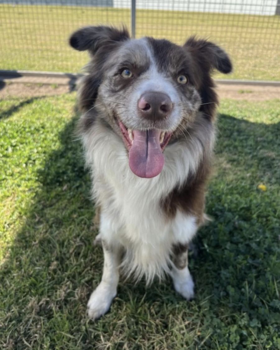 Leo - Medium Male Border Collie Dog in NSW - PetRescue