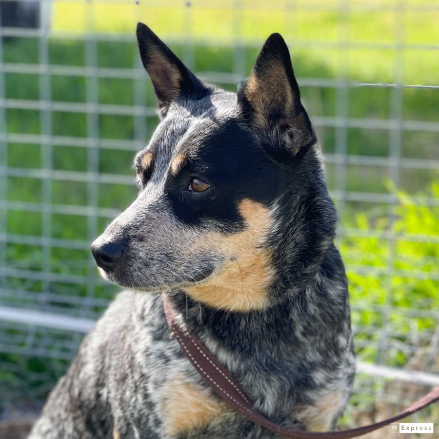 Bindi - Medium Female Australian Cattle Dog Dog in QLD - PetRescue