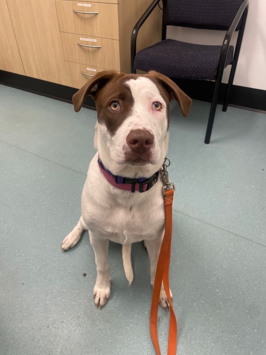 Zena - Medium Female Labrador Mix Dog in VIC - PetRescue