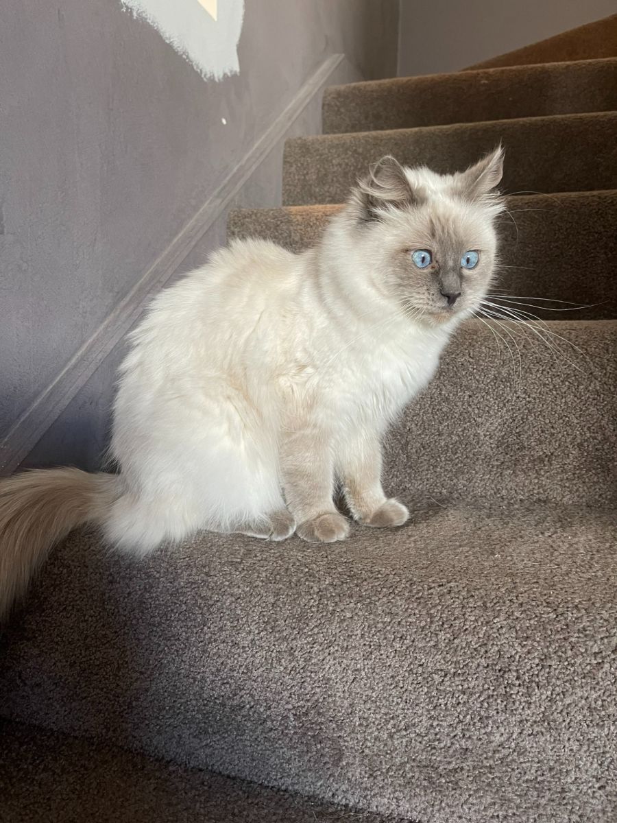 Jewell - Female Ragdoll Mix Cat in VIC - PetRescue