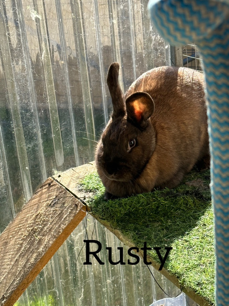Rusty - Female American Rabbit in WA - PetRescue