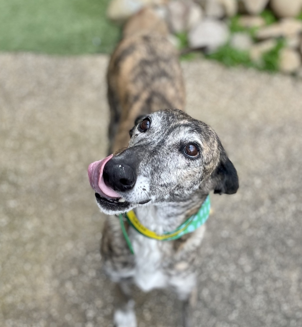 Teacup - Large Female Greyhound x Staghound Mix Dog in VIC - PetRescue