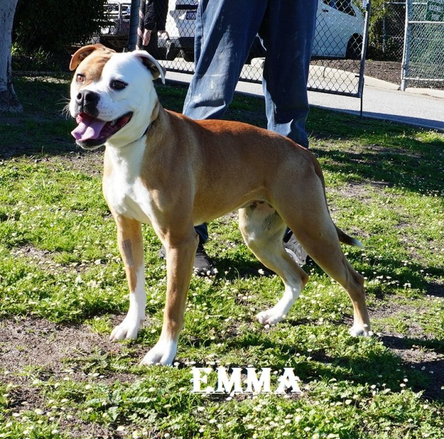 Emma - Medium Female Australian Bulldog x Boxer Mix Dog in WA - PetRescue