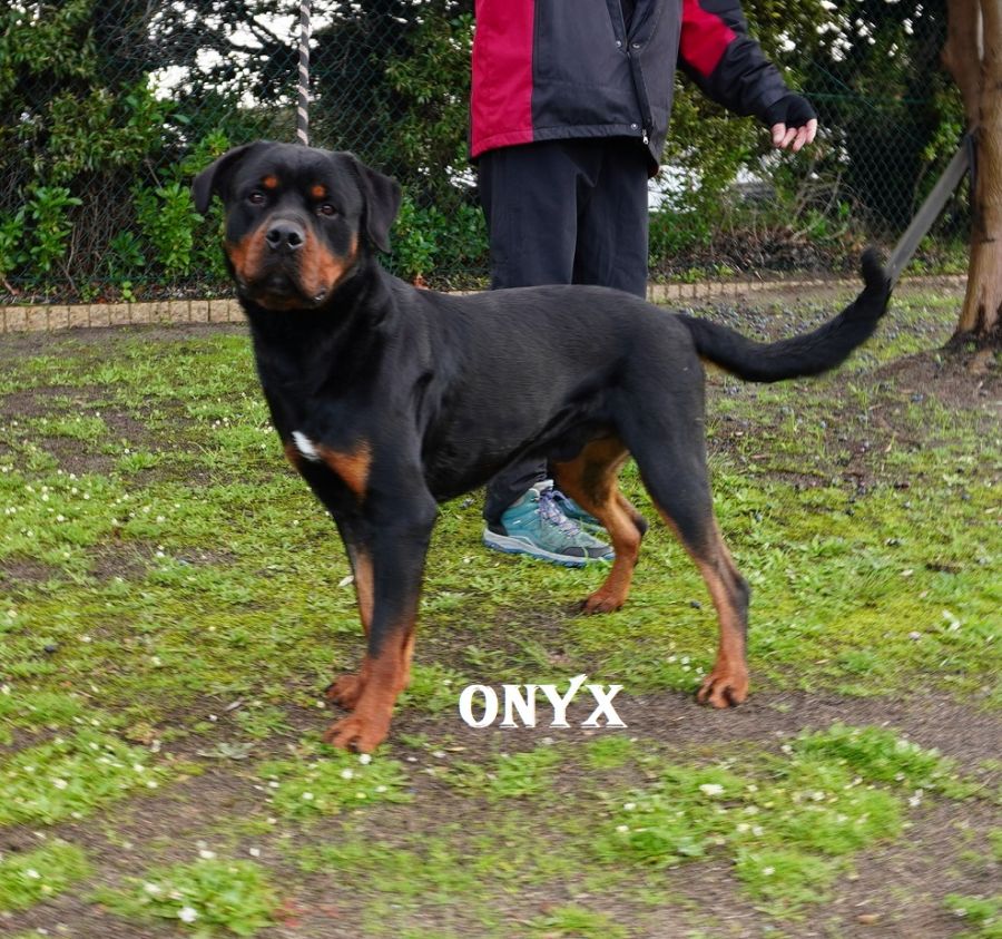 Onyx - Large Male Rottweiler Dog in WA - PetRescue