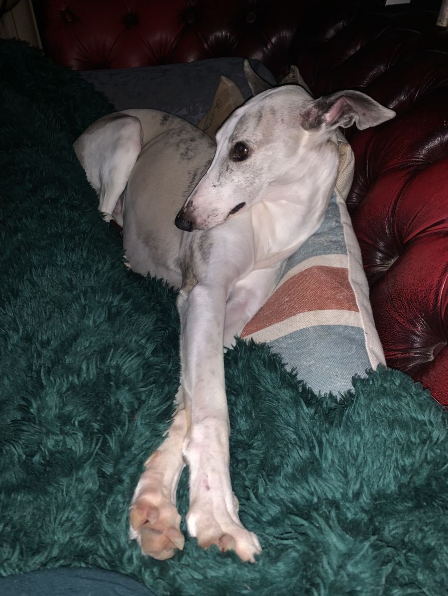 Man Vs Dog - The Battle of the Couch - PetRescue