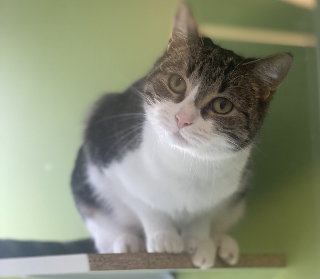 Possum - Female Domestic Short Hair Mix Cat in VIC - PetRescue