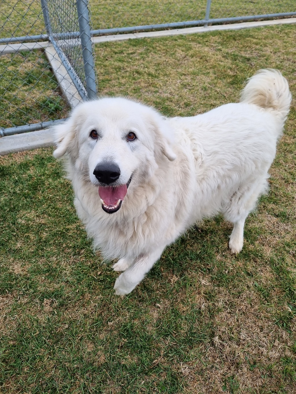 D'Tagnon - Large Male Maremma Sheepdog Mix Dog in QLD - PetRescue