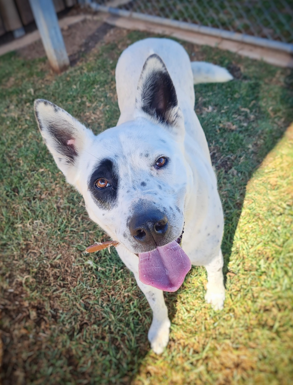 Pirate - Large Male Australian Cattle Dog x Rhodesian Ridgeback Mix Dog ...