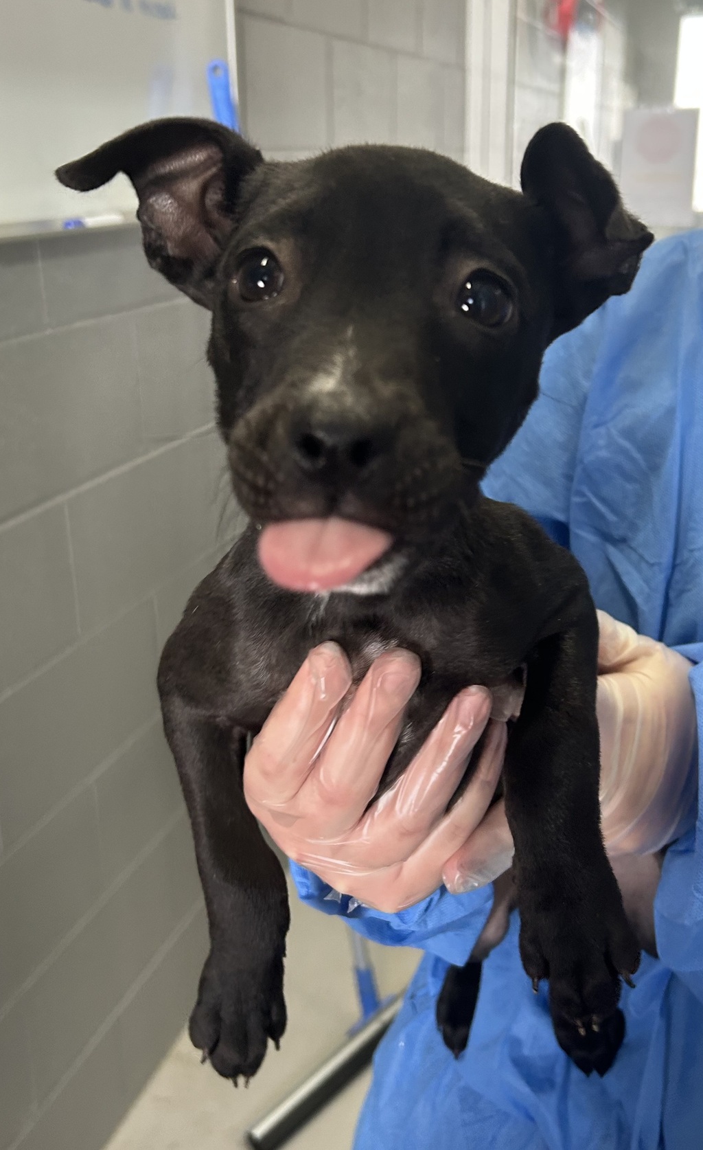 Kiya - Medium Female Mixed Mix Dog in WA - PetRescue