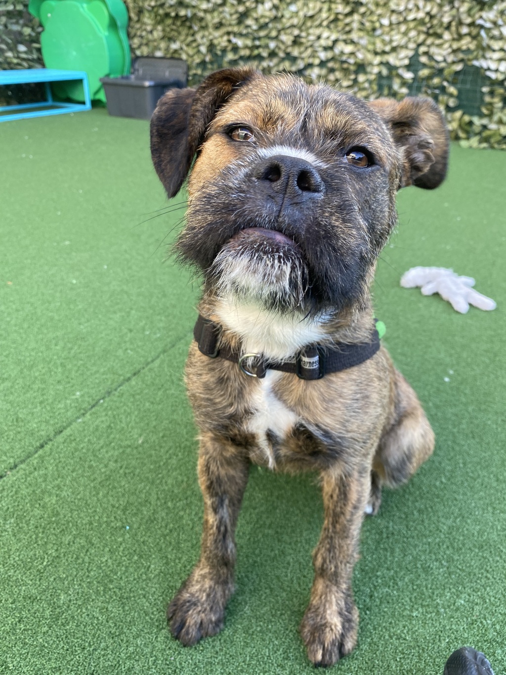 Olivia - Medium Female Border Terrier Mix Dog in VIC - PetRescue