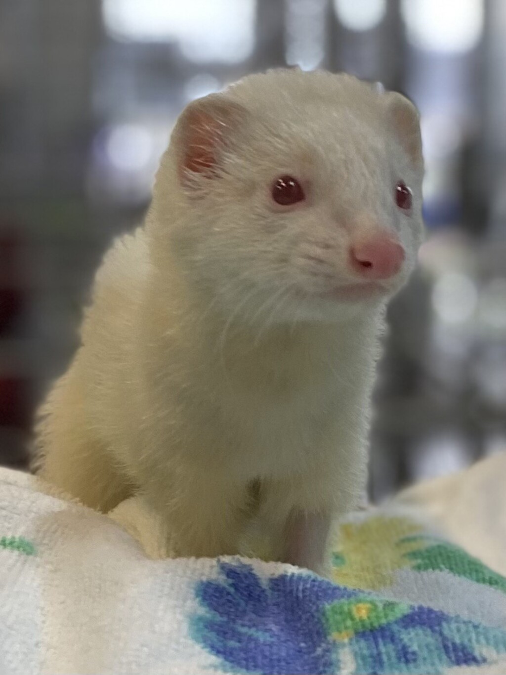 Swiper - Female Ferret Rodent in VIC - PetRescue