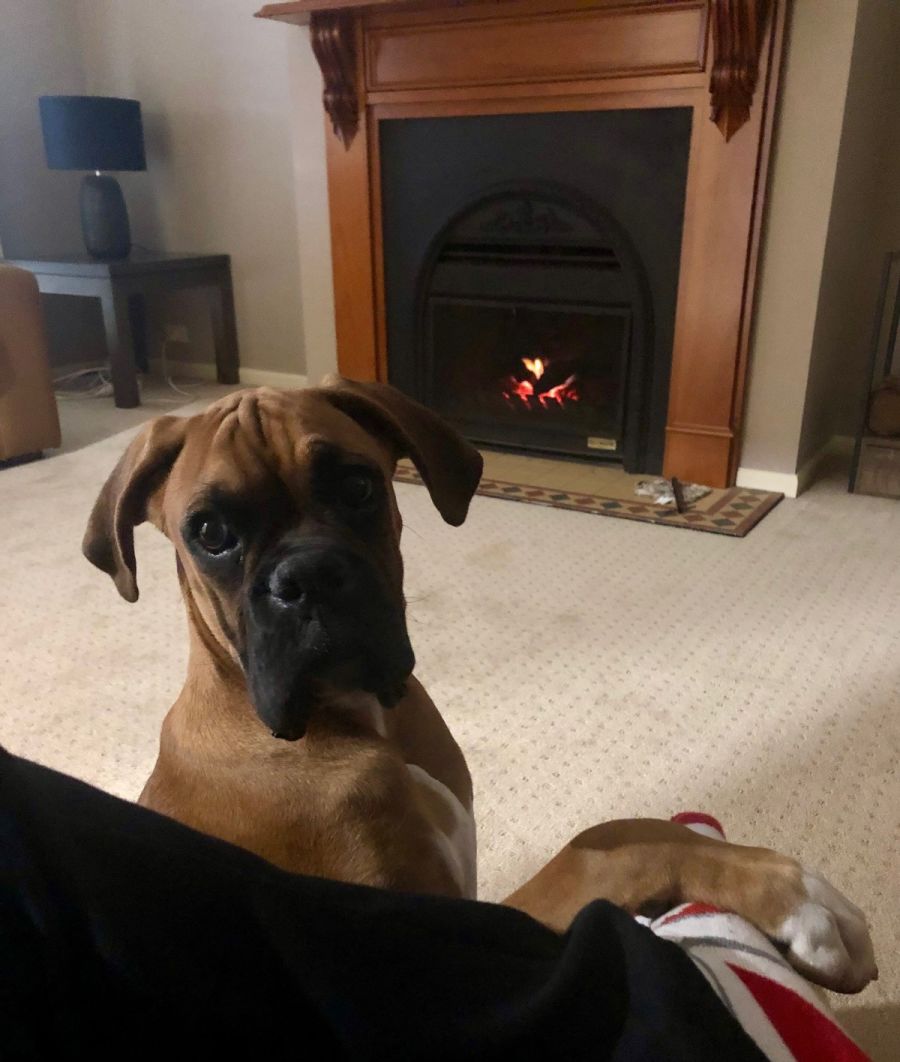 Luca - Medium Male Boxer Dog in NSW - PetRescue