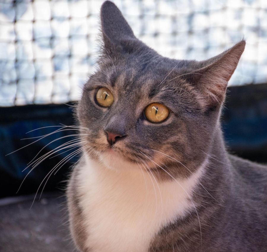 A Mini Rescue - PetRescue