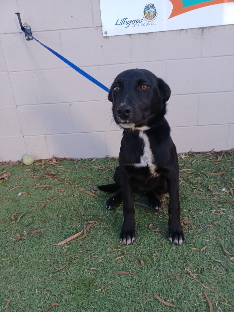 Leo - Large Male Mixed Breed Dog in NSW - PetRescue