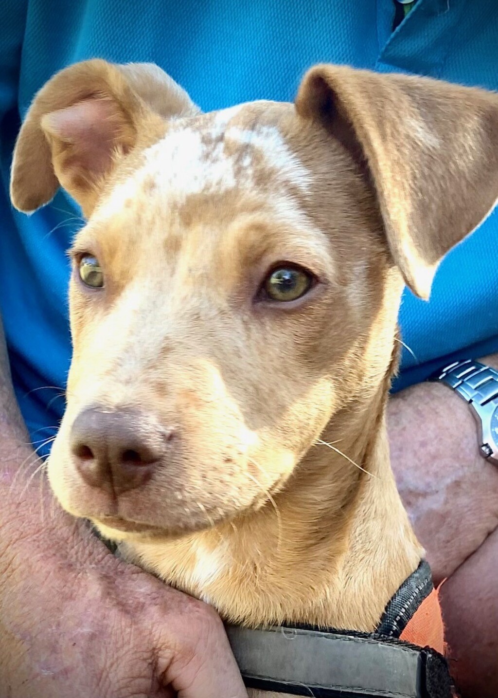 Toffy - Medium Female Kelpie x Louisiana Catahoula Leopard Dog Mix Dog ...