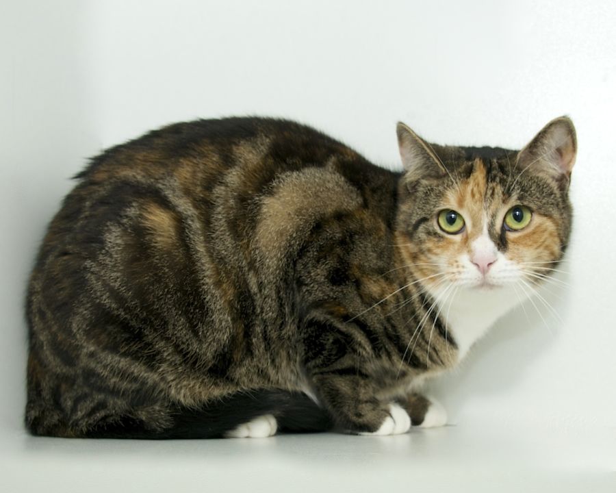 Deanna - Female Domestic Short Hair Cat in NSW - PetRescue