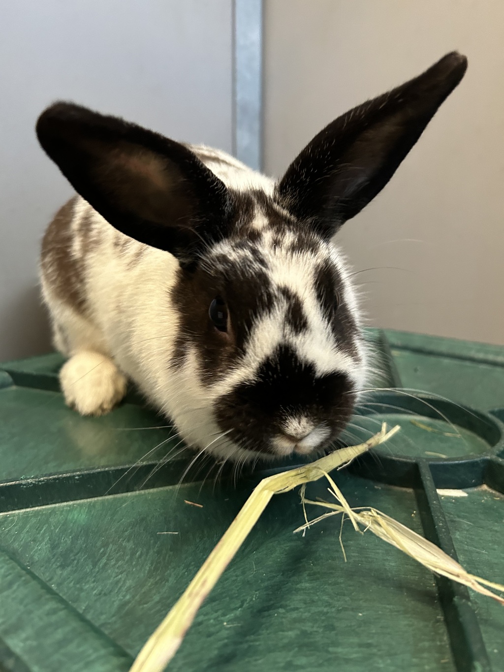 Polka Dot - Female Bunny Rabbit Mix Rabbit in WA - PetRescue