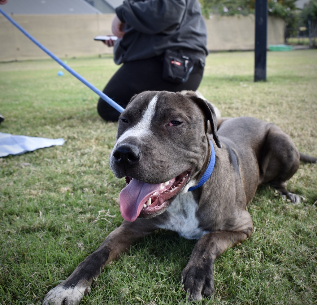 Cheese - Medium Male Great Dane x Shar Pei Mix Dog in QLD - PetRescue